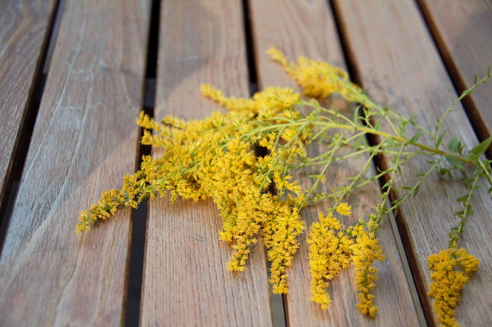 Natural Yellow Dyes for Yarn and Fabric - Rosemary And Pines Fiber Arts