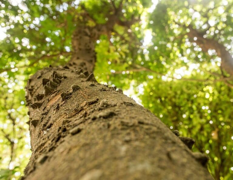 Natural Red Dyes for Yarn and Fabric - Rosemary And Pines Fiber Arts